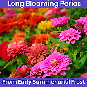 NatureZ Edge Zinnia Seeds for Planting Outdoors, Flower Seeds, Bulk Semillas De Flores para Sembrar, California Giants, 1 Oz