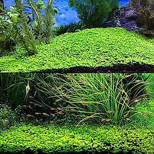 2 Pack Live Aquarium Plant Seeds, Water Grass Plants Mini Leaf , Aquarium Grass Plant Seeds, Aquarium Small Leaf Grass, Aquarium Water Grass Seeds, Creates Lush Green Carpet Plant