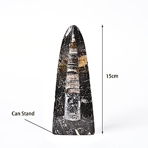 JIC Gem Orthoceras Fossil Frome Morocco(5-6 Inches)