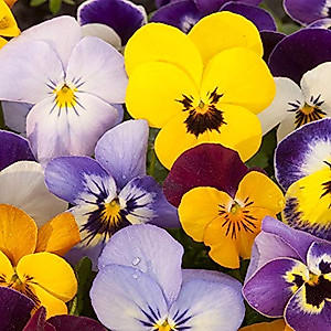 Outsidepride Pansy Velvet Mix Indoor House Plant Or Outdoor Garden Flower for Beds, Borders Pots, & Container - 2000 Seeds