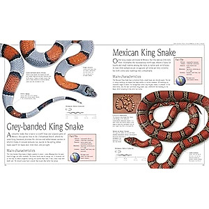 Snake: The Essential Visual Guide