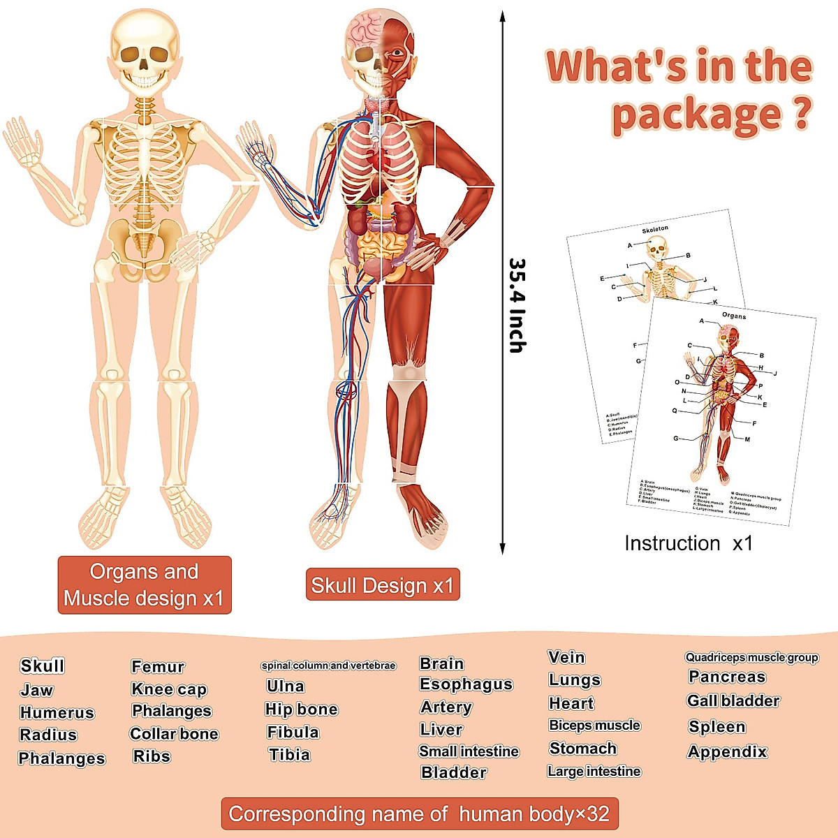 Capoda 63 Pieces Human Body Magnetic Puzzle Set Human Skeleton Organs Muscles Anatomy Magnetic Accents Body Parts Recognition Learning Kit for Home Decoration