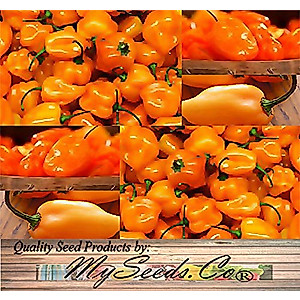 BIG PACK - (500+ Seeds) Hot Pepper Combo I - Bhut Jolokia Ghost Pepper, Habanero Orange, Habanero Red, Jamaican Yellow, Jamaican Red Pepper Seeds- Non-GMO Seeds by MySeeds.Co (BIG PACK - Hot Pepper I)