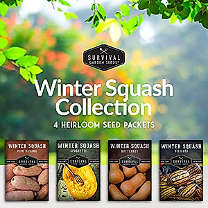 Survival Garden Seeds Winter Squash Collection Seed Vault - Non-GMO Heirloom Varieties for Planting and Growing in The Vegetable Garden - Butternut, Delicata, Pink Banana, and Spaghetti Squash
