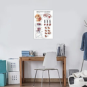 Palace Learning Pregnancy and Birth Anatomy Poster - Anatomical Chart of Pregnant Female - 18" x 24" - Laminated