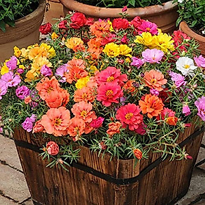 GARDENS 15000Pcs Mix Moss Rose Seeds Colorful Flowers Tropical Ground Cover Plant Seeds Planting Outside
