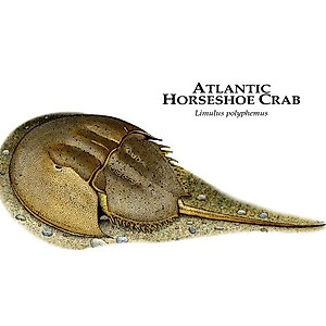 CafePress Atlantic Horseshoe Crab Mug Ceramic Coffee Mug, Tea Cup 11 oz