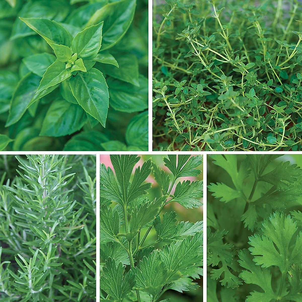 Burpee Windowsill Herb Collection Seeds 5 packets of seed.