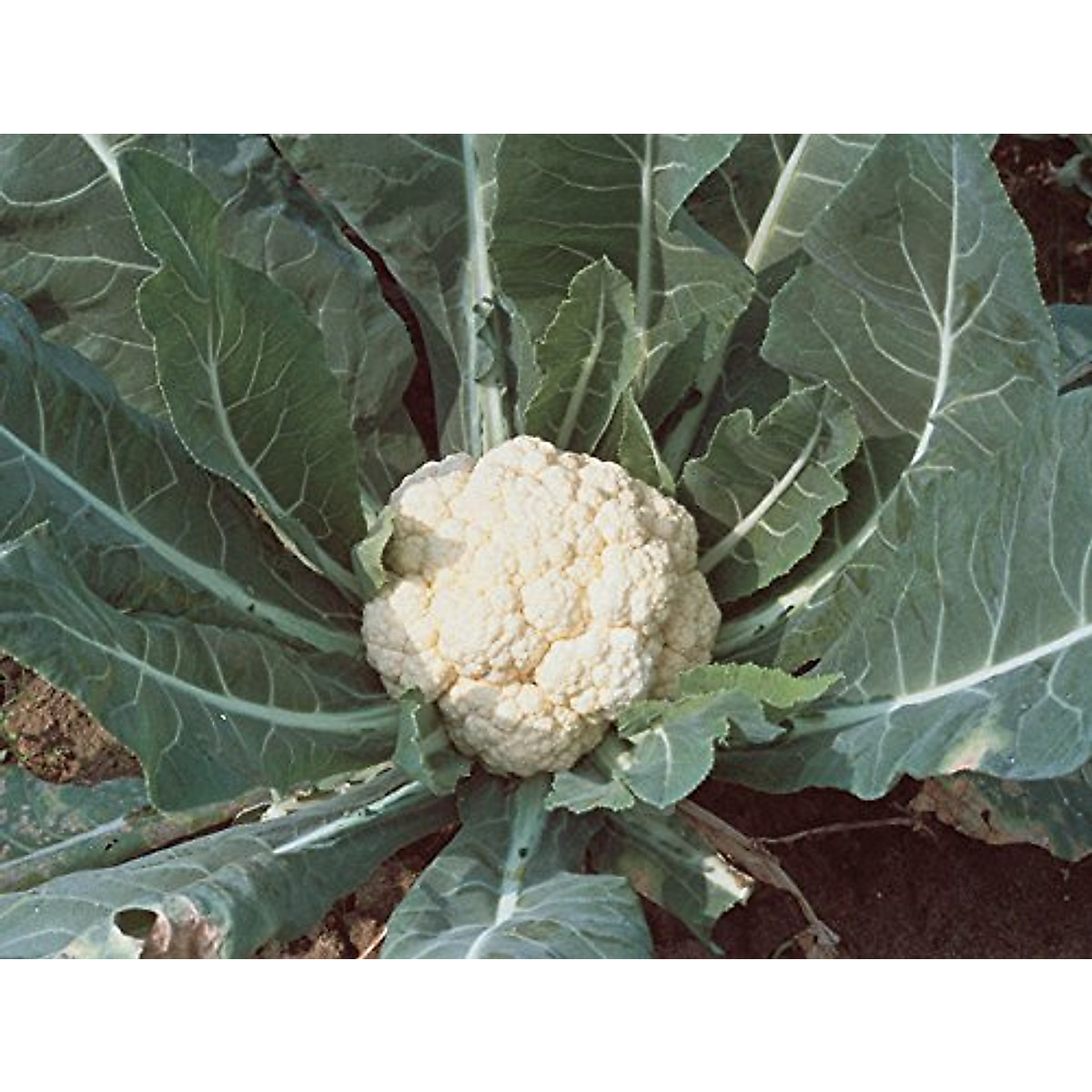 Burpee Snowball Self-Blanching Cauliflower Seeds 100 seeds