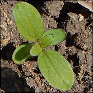 Seed Needs, Chocolate Sunflower Seeds - 40 Heirloom Seeds for Planting Helianthus annuus - Annual Flowers to Plant Outdoors, Attracts Bumblebees and Butterflies, Great as a Cut Flower (2 Packs)