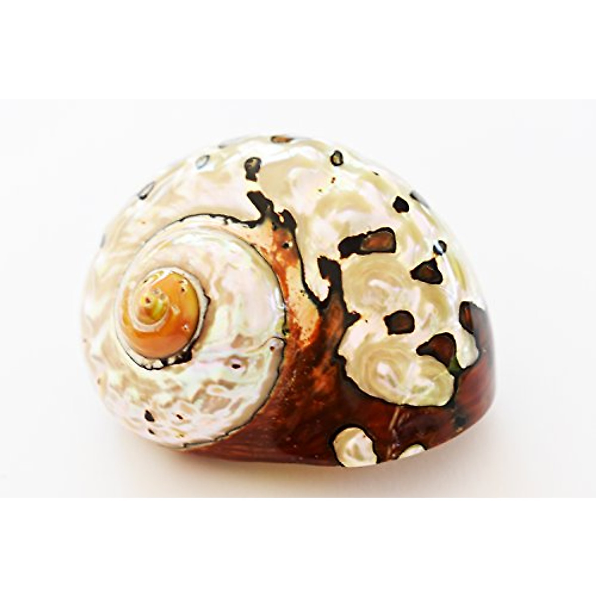 Large Polished Turbo Sarmaticus Shell (3" - 3 1/2") 1 1/2" Opening Beach Crafts Nautical Decor Large Hermit Crabs - Florida Shells and Gifts