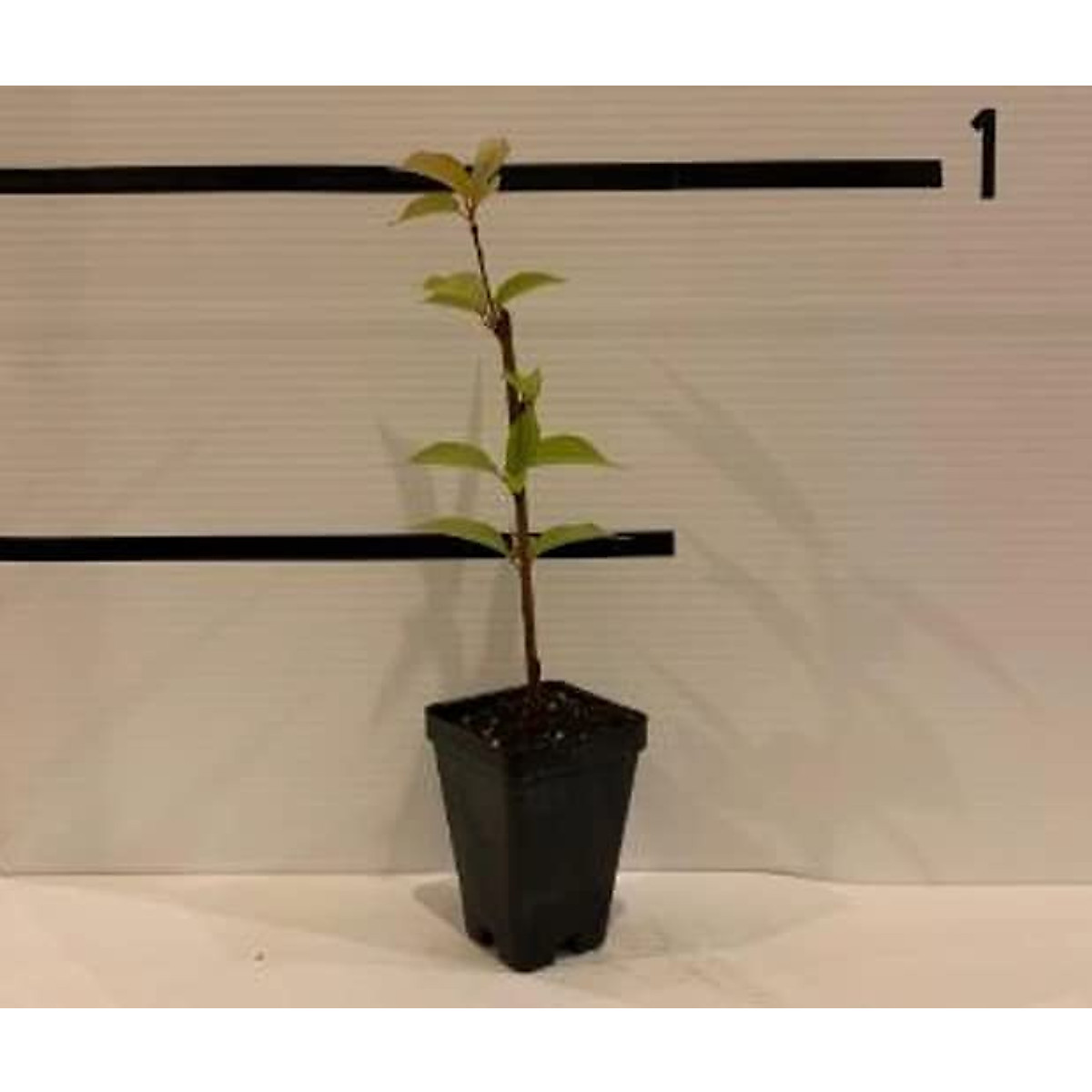 Weeping Cherry Tree - Live Plant - 6-12" Tall Seedling - 3" Pot - Ships ...