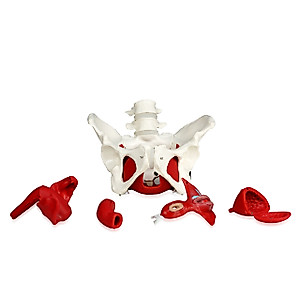 Jackson Global JS00024 Female Pelvis with Organs | Removable Organs Include Uterus, Colon and Bladder | Includes Detailed Instruction Manual