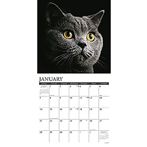 Willow Creek Press Cats Monthly 2024 Wall Calendar (12" x 12")