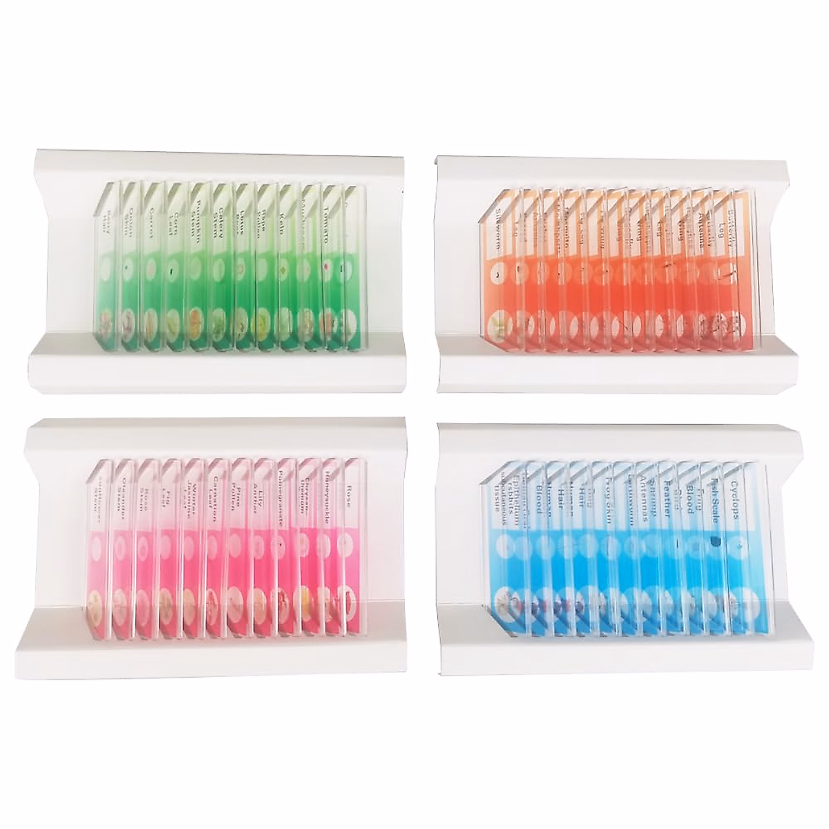48pcs Kids Plastic Prepared Microscope Slides of Animals Insects Plants Flowers Sample Specimens for Microscopes