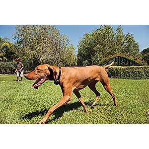 PetSafe Stay + Play Wireless Fence Receiver Collar