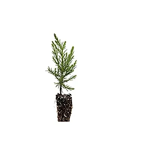 Giant Sequoia | Small Tree Seedling | The Jonsteen Company
