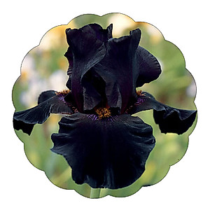 Old Black Magic Tall Bearded Iris Plant Potted - Fragrant Black Flowers - Easy to Grow Garden Perennial