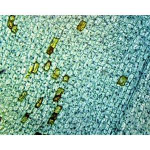 Elodea Submerged Leaf - Microscope Slide