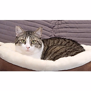 cat Hip and Joint Supplements - Cats Joint Health with Turmeric - MSM - Natural Support for Hip and Joints - cat glucosamine chondroitin - 2 Bottles (120 Tablets)