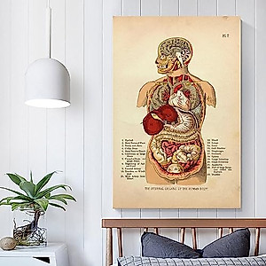 Internal Organs Of The Human Body From The Household Physician Canvas Wall Art Print Poster For Home School Office Decor Unframe 12x18inch(30x45cm)