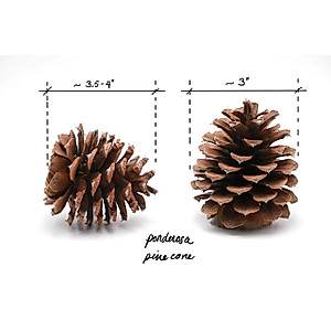 Review Outdoor Gear 5, 8, 10 or 12 Ponderosa Decorative 3" - 3.5" Pine Cones UNSCENTED Fall Winter Holiday Home Decor Vase Bowl Filler Displays Crafts (3 x 4, Quantity of 8)