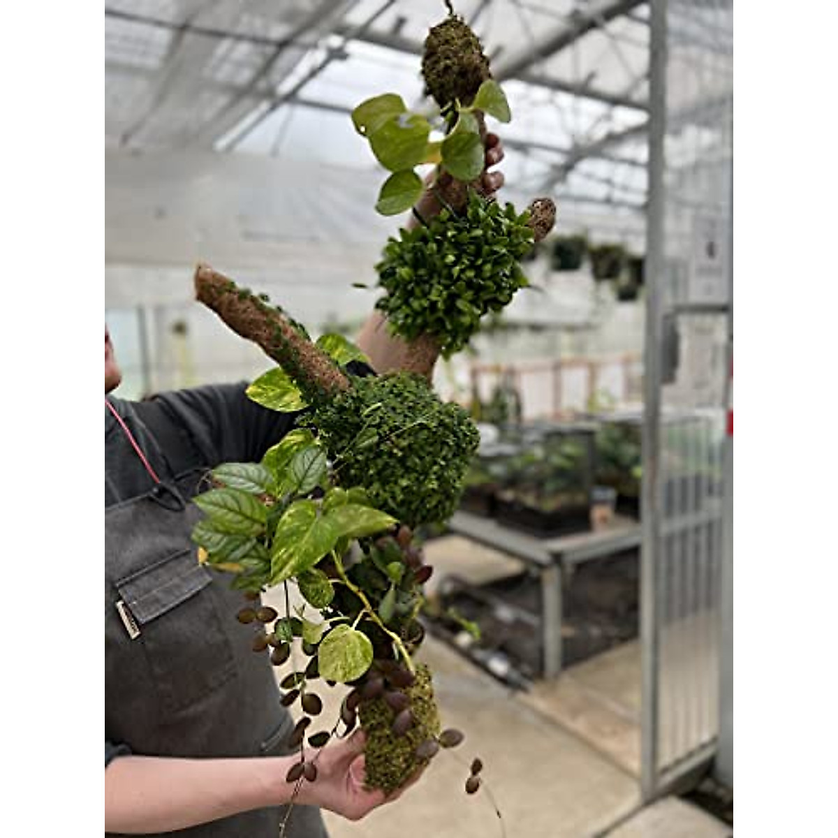 Josh's Frogs Flexible Natural Coco Tree Branches (Large)