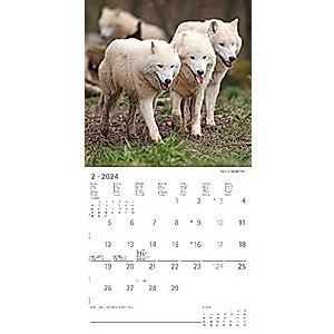 Wolves 2024 Brochure Calendar 30 x 30 cm (30 x 60 Open) Calendar with Space for Notes Wolves Picture Calendar Wall Planner Alpha Edition