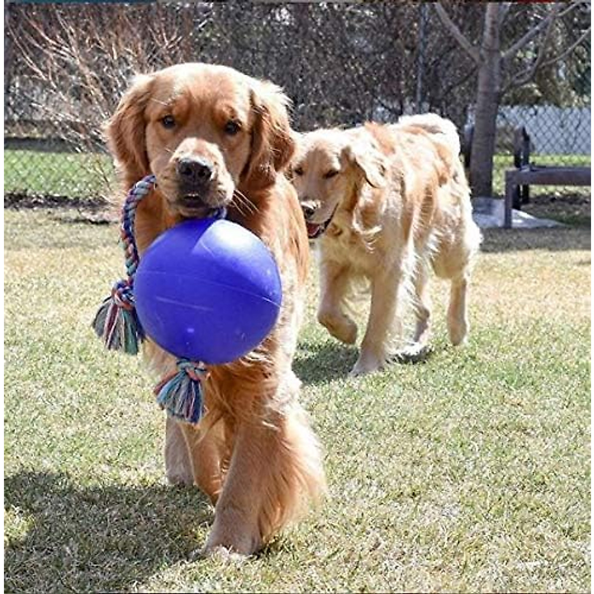 Jolly Pets Romp-n-Roll Rope and Ball Dog Toy, 8 Inches/Large, Blue, Model:608 BL