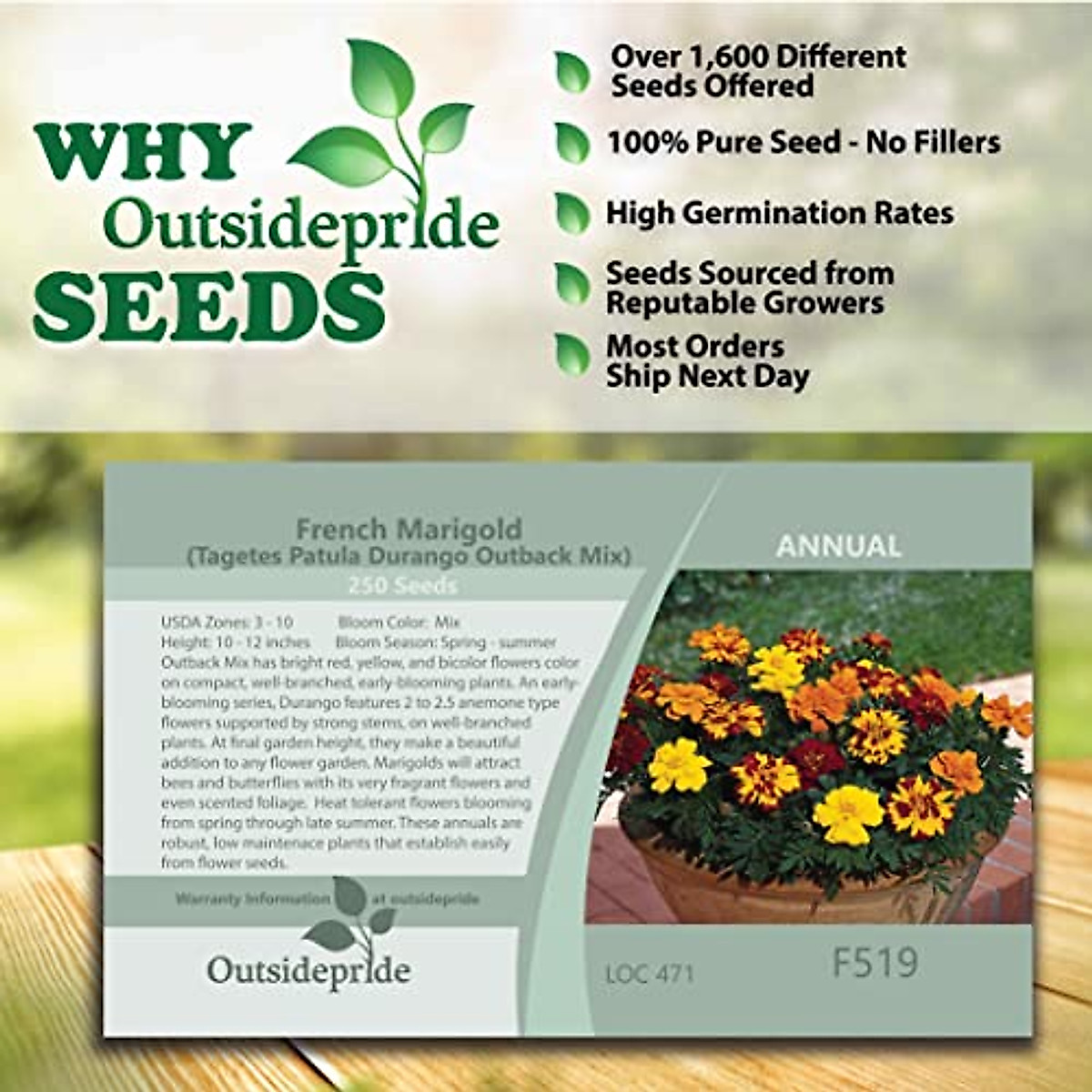 Outsidepride Tagetes Patula Outback French Marigold Garden Pollinator Flowers & Butterfly Attractant - 250 Seeds