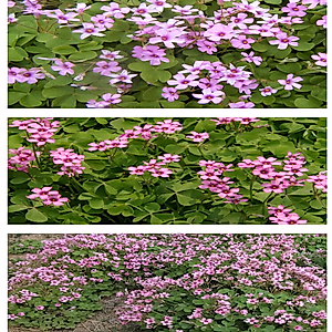 20g Red Oxalis corymbosa DC Bulbs Red Shamrock Wood Sorrel Flower Oxalis triangularis Purple Shamrock Bulbs Red Shamrock for Home Garden Outdoor Planting.