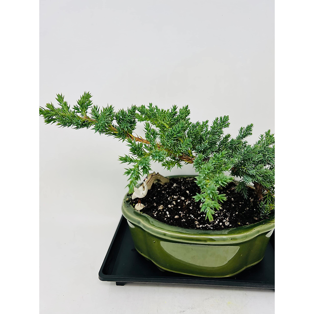 Juniper Bonsai Tree with Elegant Green Glazed 7.5" Ceramic Pot