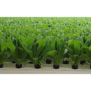 1.5” Rockwool Starter Plugs for Hydroponics, Rockwool Grow Cubes, 1 Sheets of 28 Plugs (Small)