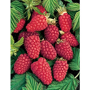 Loganberry Plant Live from 6 to 10 Inc Tall, Berry Fruits Planting Ornaments Perennial Garden Simple to Grow Pots