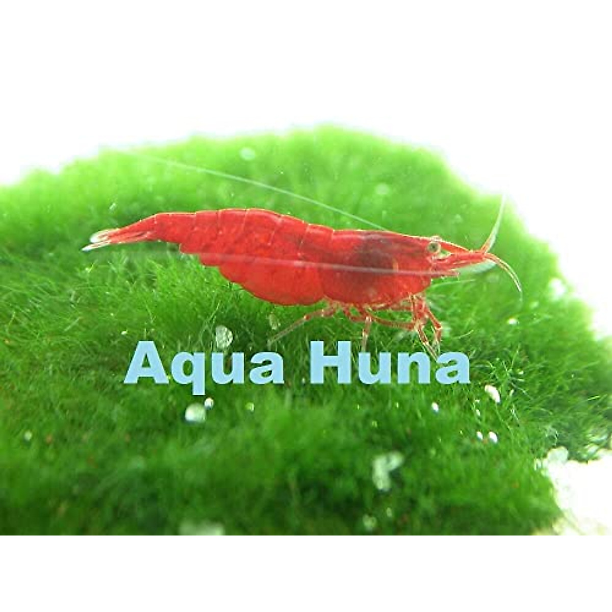 Aqua Huna Red Cherry Shrimp (Grade A) - 10 Pack