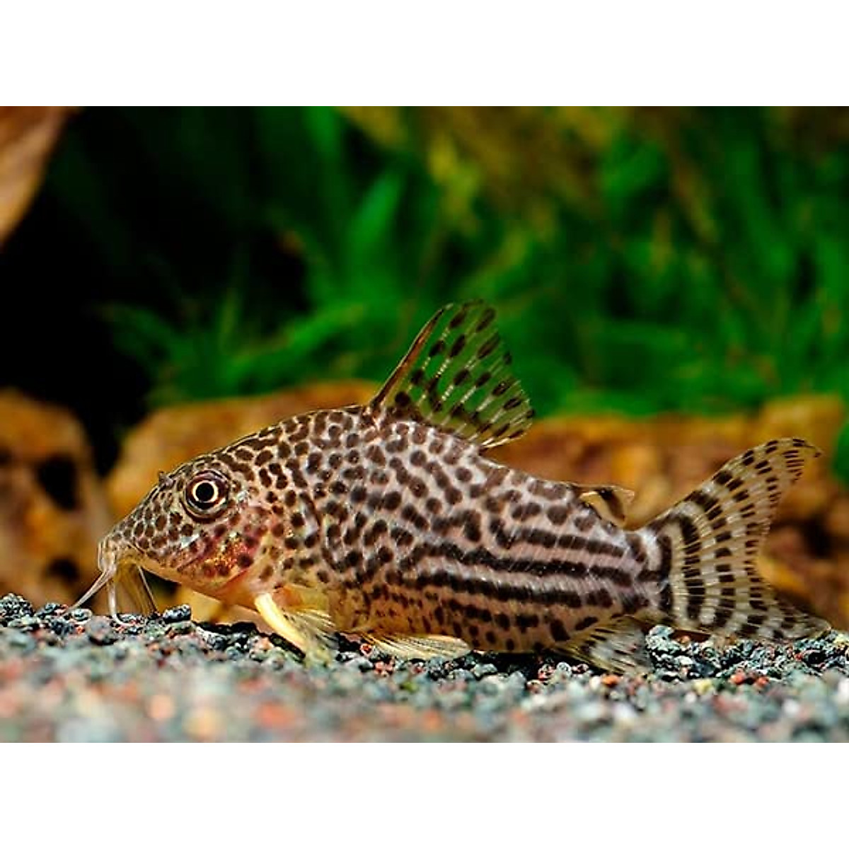 Sterbai Cory Catfish Live Fish - 4 Pack Live Freshwater Aquarium Fish