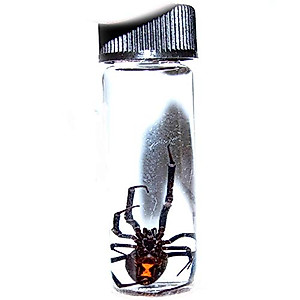 BicBugs Wet Specimen Real Black Widow Spider LATRODECTUS MACTANS Preserved in Vial
