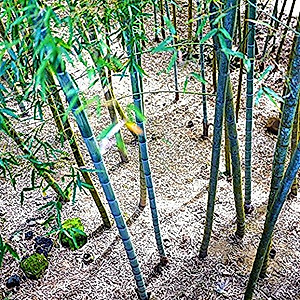 LaBoos Bulk Colorful Kids Bamboo Toothbrushes,Best Nature Manual Travel Toothbrush, New Extra Soft Compact Bristle Gum Toothbrush,Best Toothbrush For Gingivitis And Sensitive teeth (8 PCS)