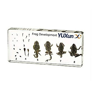 Lifecycle of a Frog Development Paperweight Specimens Paperweight Science Classroom Animal Specimen for Science Education