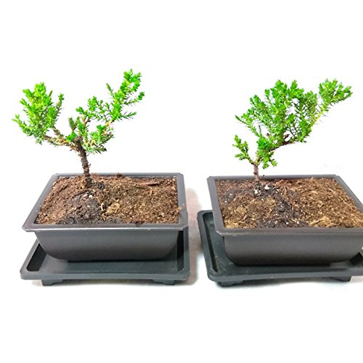Two Japanese Juniper Bonsai Tree Plastic pot with tray 5" long