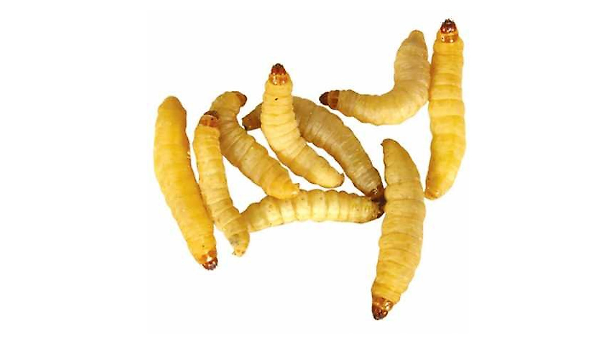 Buy Timberline Wax Worms - 500 Count Live Pet Food