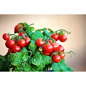 Dwarf Bush Cherry Tomatoes Seeds for Planting About 20 Seeds for Growing Indoors and Outdoors