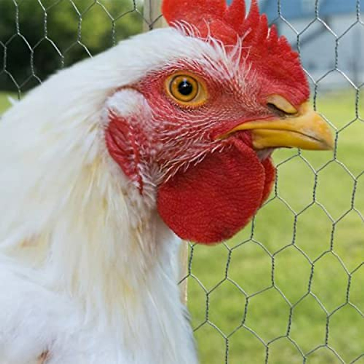 Galvanized Poultry Netting, 24-In. x 50-Ft.