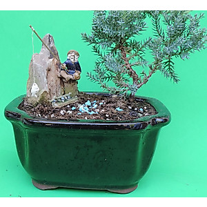 Fisherman with Dangling Fish Juniper Bonsai Tree Sold by JM Bamboo