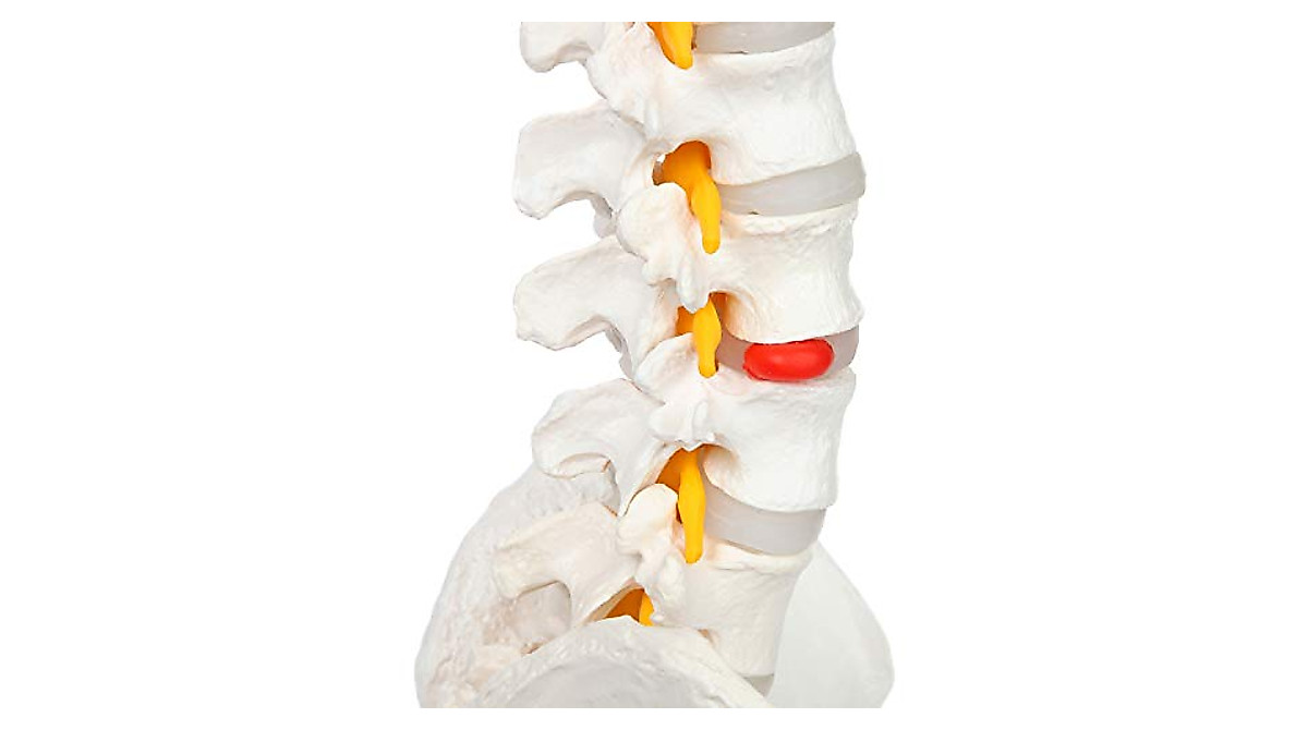 Axis Scientific Ultra Flexible Spine Model for Anatomy Study