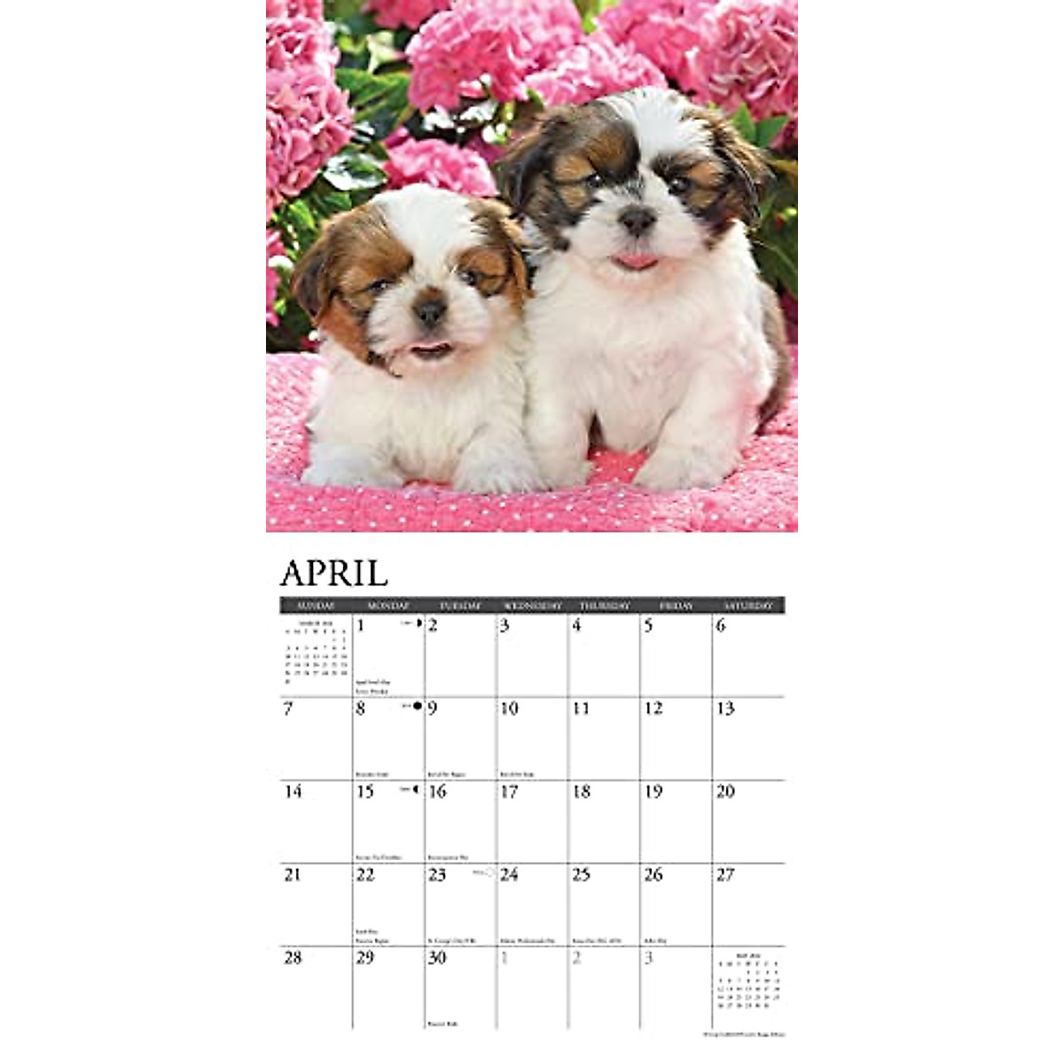 Willow Creek Press Shih Tzu Puppies Monthly 2024 Wall Calendar (12" x 12")