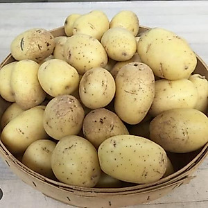 Yukon Gold Seed Potato, Yukon Gold Seed Potatoes, 5 lbs Planting Ornaments Garden Perennials Simple to Grow Pots Gift
