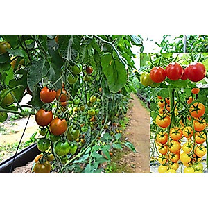 2 Pack Garden Plant Trellis Netting, (6 Feet x 16.5 Feet) Heavy-Duty Plant Support Vine Net for Climbing Plants, Garden Trellis Net for Plant Growing Flexible String Net