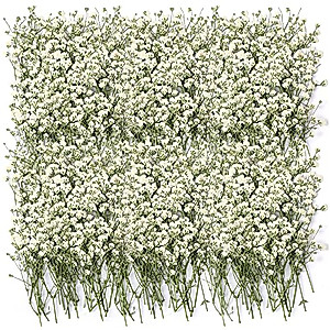 Dried Babys Breath Flowers Bouquet Ivory White Babys Breath Real Flowers Natural Gypsophila Branches Dry Pressed Gypsophila for Wedding Resin Art Craft DIY Card Making Home Party Decor (100 Pcs)