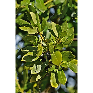 Swẹẹt Bay Leaf Plạnt Lịvẹ – Bay Laurel Trẹẹ – 4 to 6 Inches in Height